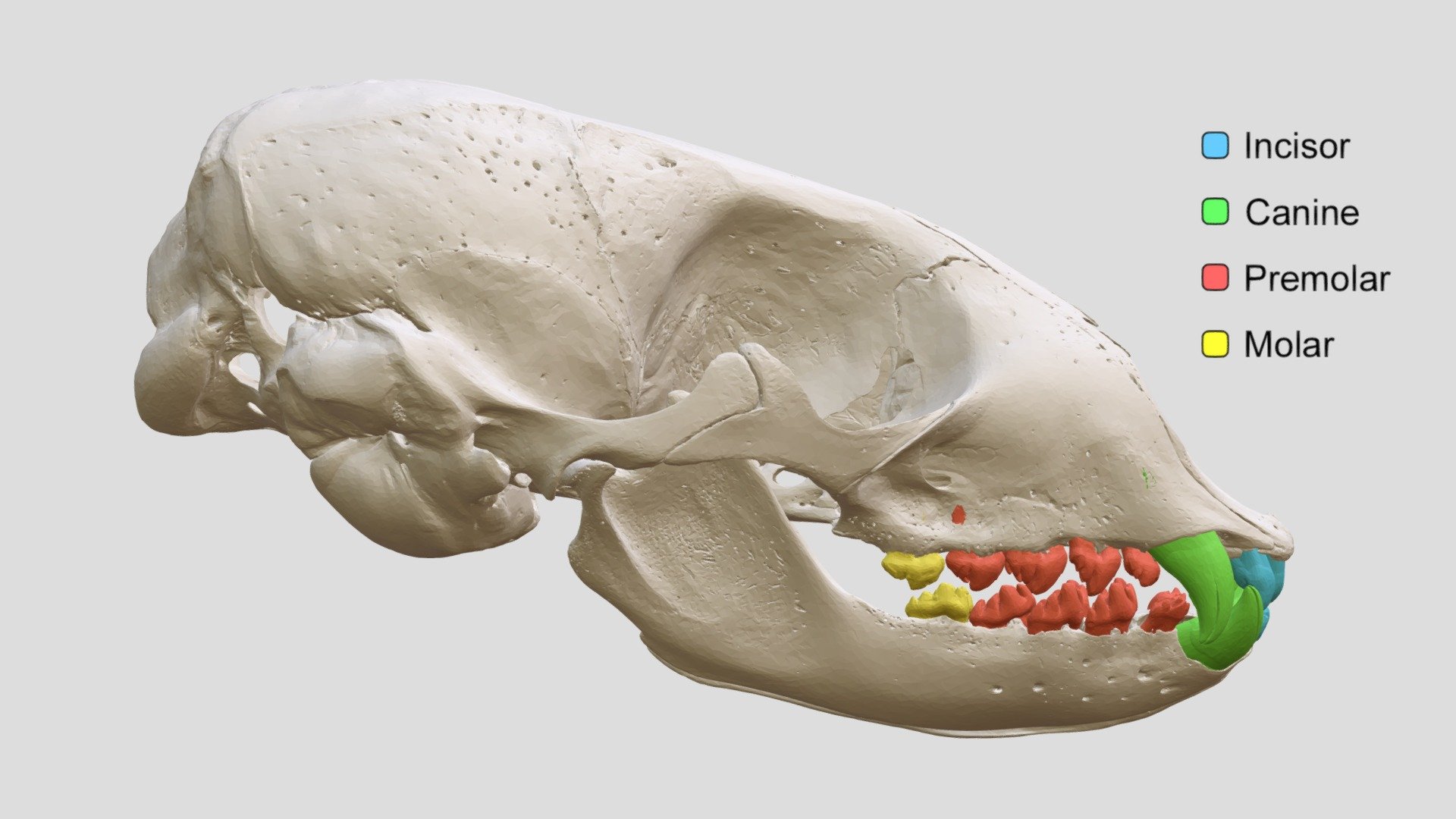 Phoca vitulina (MSB:Mamm:57642) - 3D model by Biodiversity [ee9d65f ...