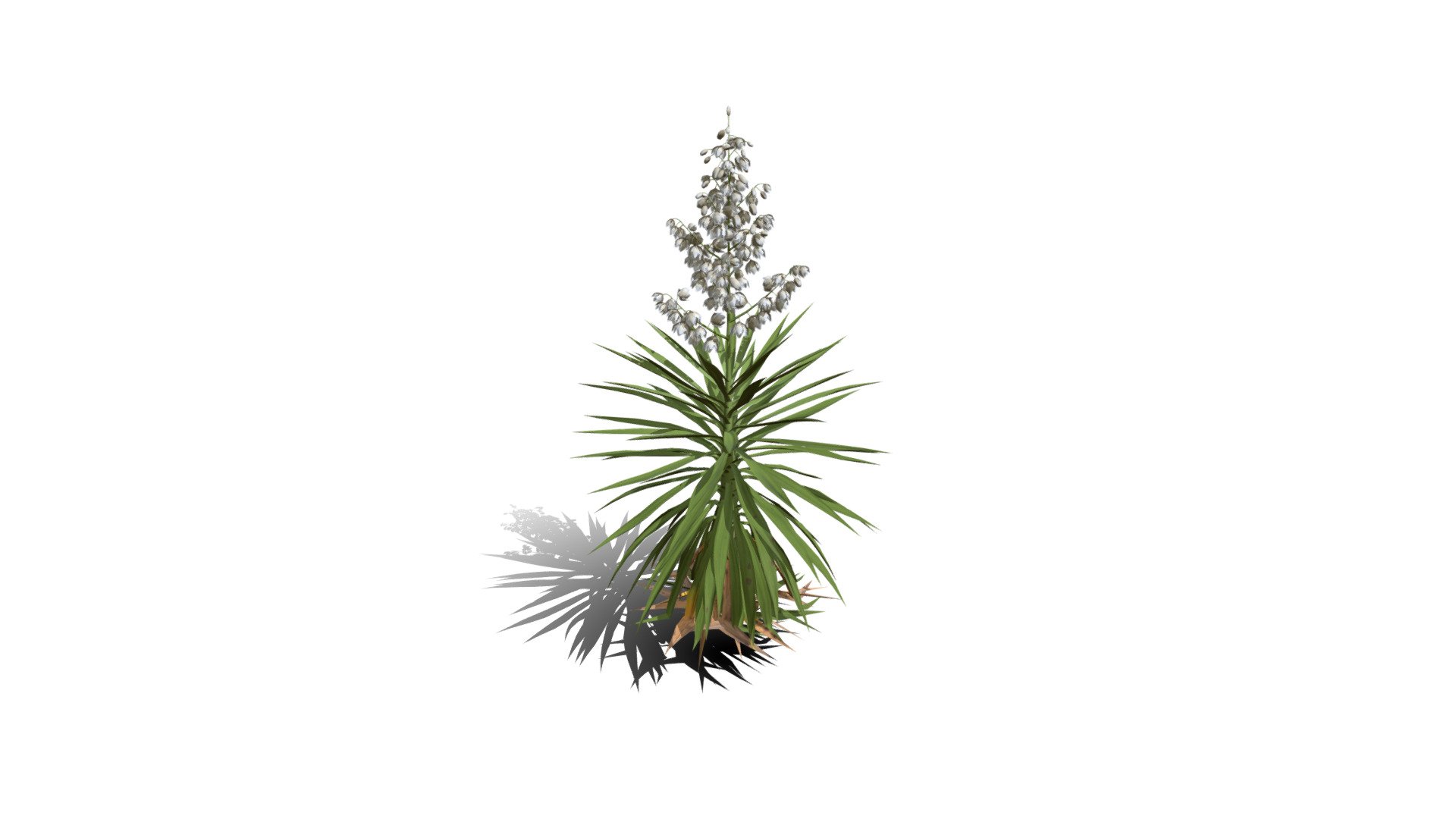 Realistic HD Spineless yucca (1/30) - Download Free 3D model by ...
