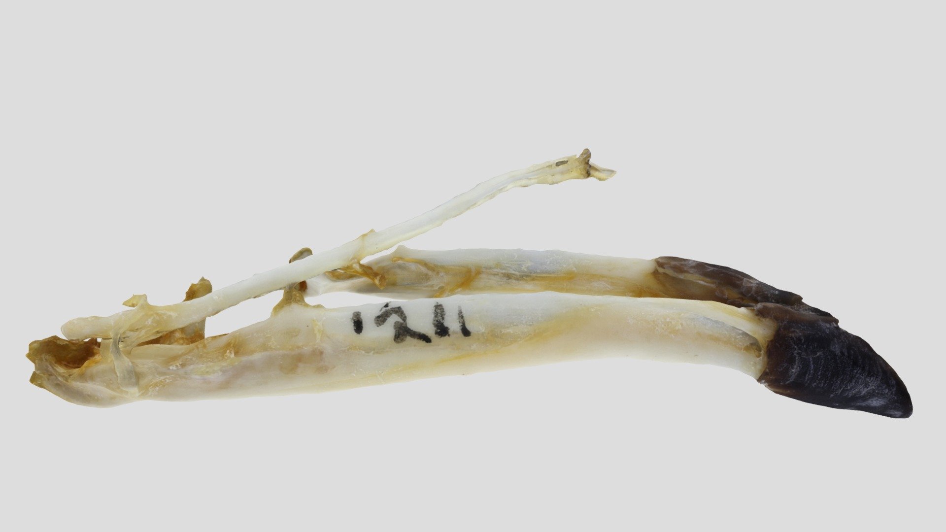 UWYMV:Bird:1211, Calinus virginianus, Mandible - Download Free 3D model ...