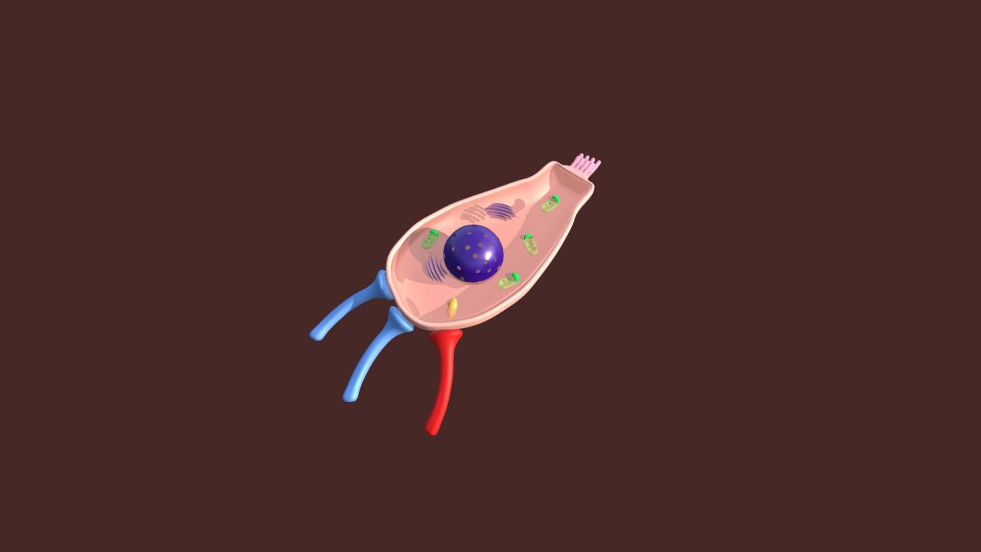 Inner Hair Cell - 3D model by jancurrin22 (@jlc4262) [ee9f932] - Sketchfab