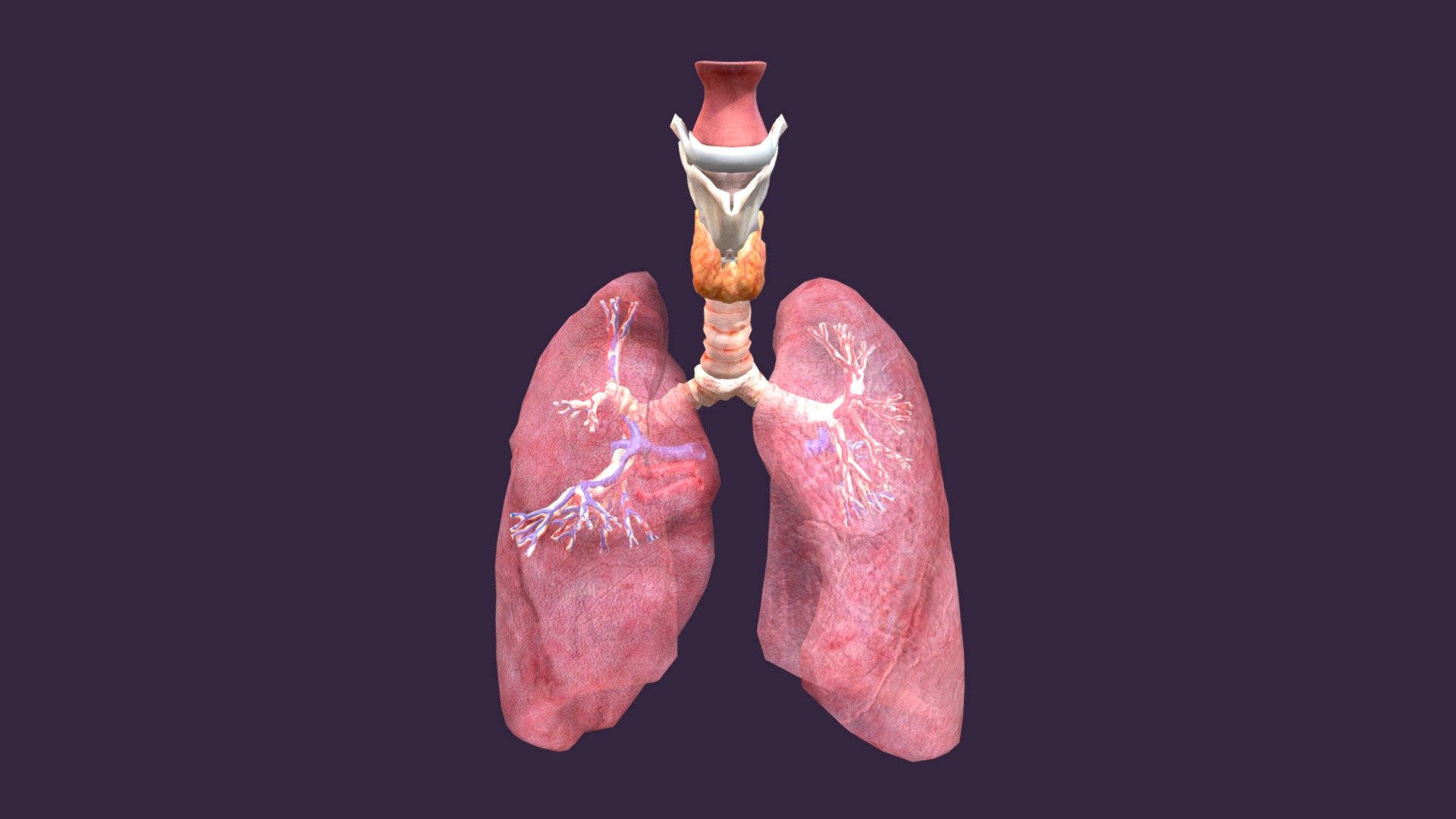 Larynx and lower respiratory tract - 3D model by XReady Lab (@xreadylab ...