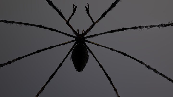 Mother-long-legs 3D models - Sketchfab