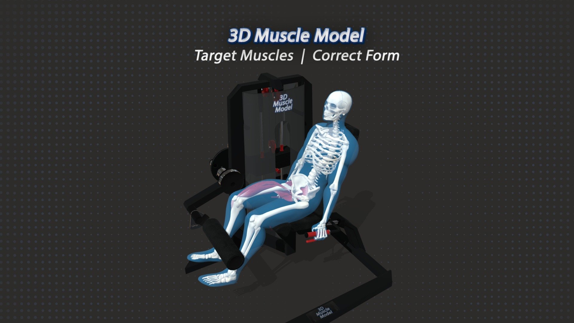 68. Cable Loaded Leg Extension - 3D model by Mike - 3D Muscle Model (@mikeshortall1991) [eec36e8 ...