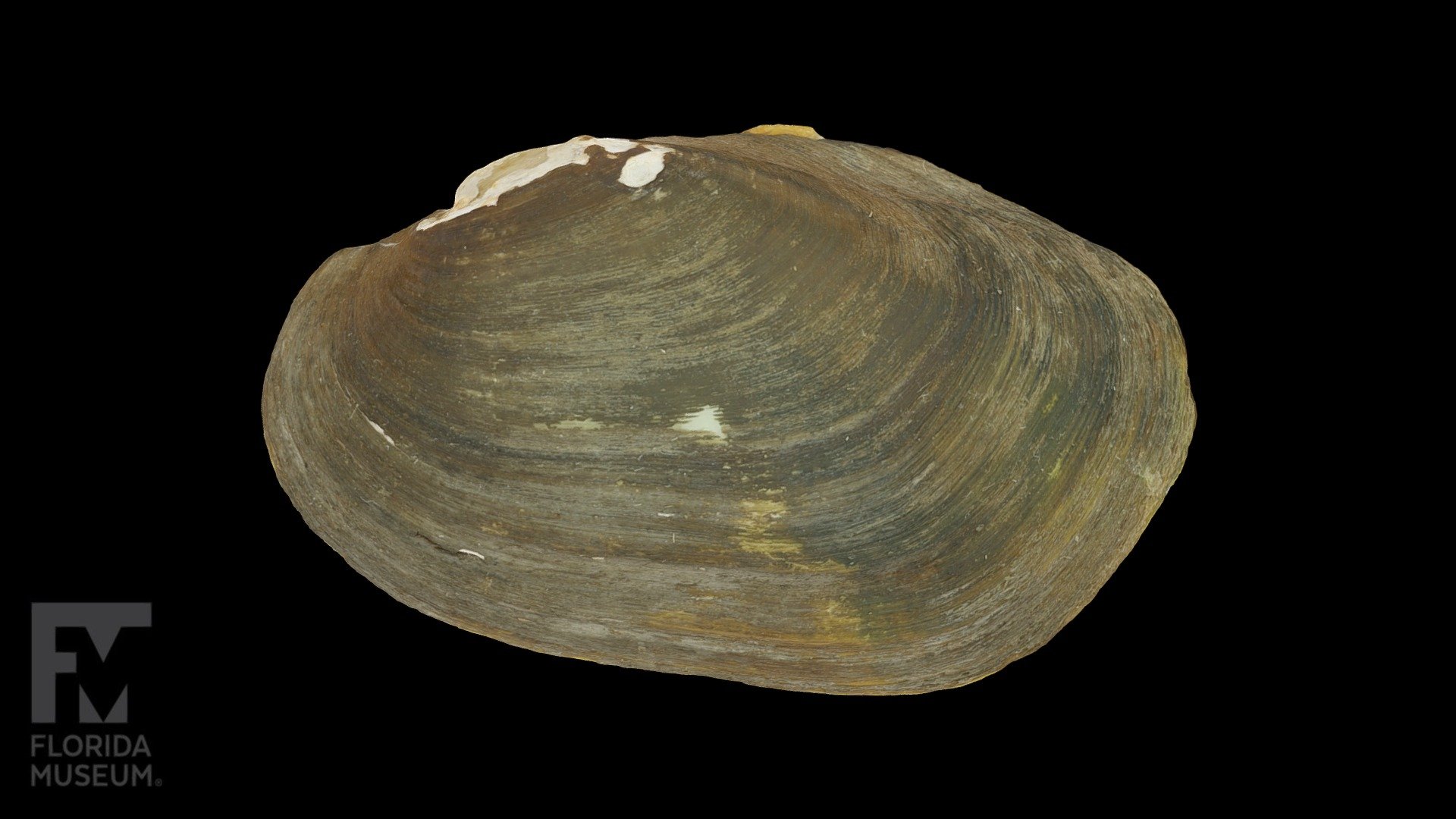 Texas lilliput - Freshwater Mussel - 3D model by FloridaMuseum [eec52e2 ...