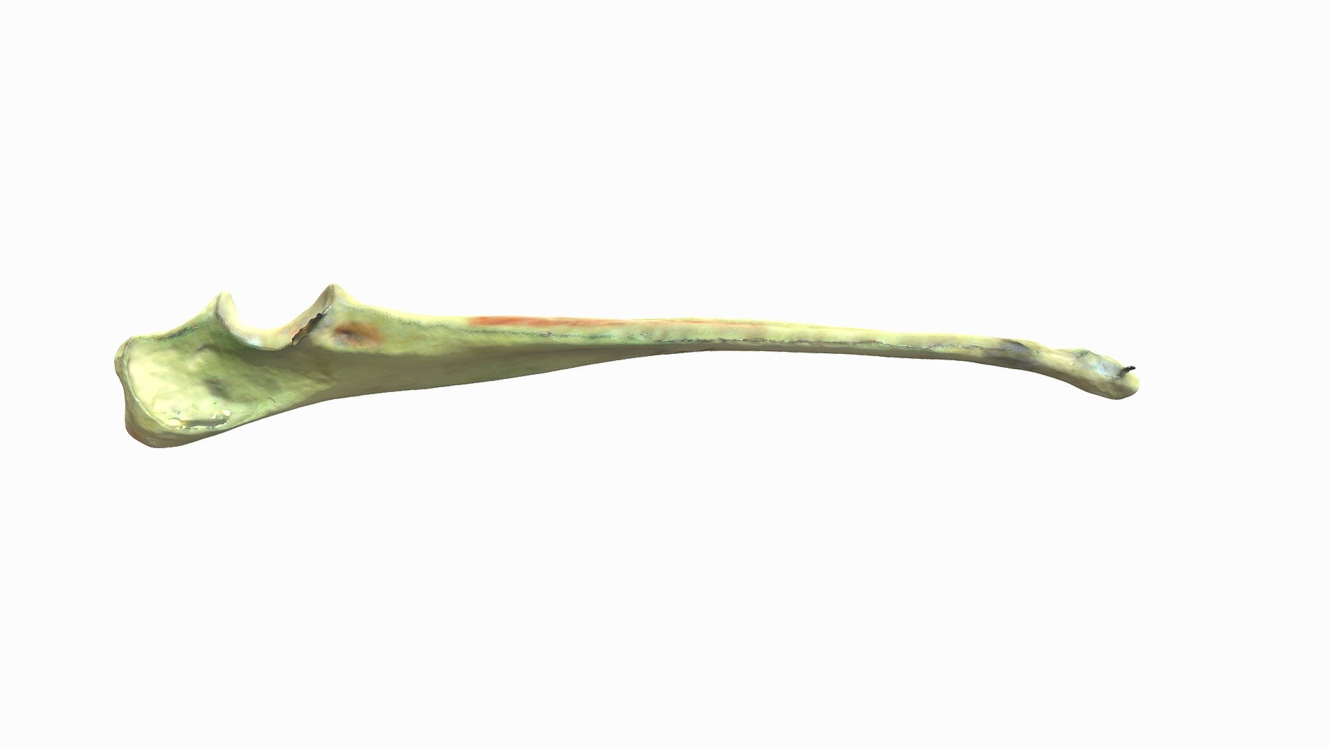 Canine Ulna - 3D model by rvcanatomy [eec7dfb] - Sketchfab