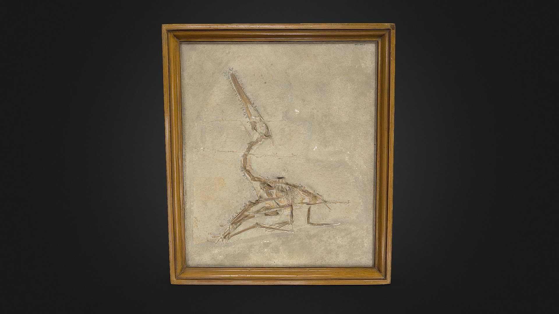1883_XVI_1 Diopecephalus kochi - 3D model by SNSB-BSPG Pterosaur ...
