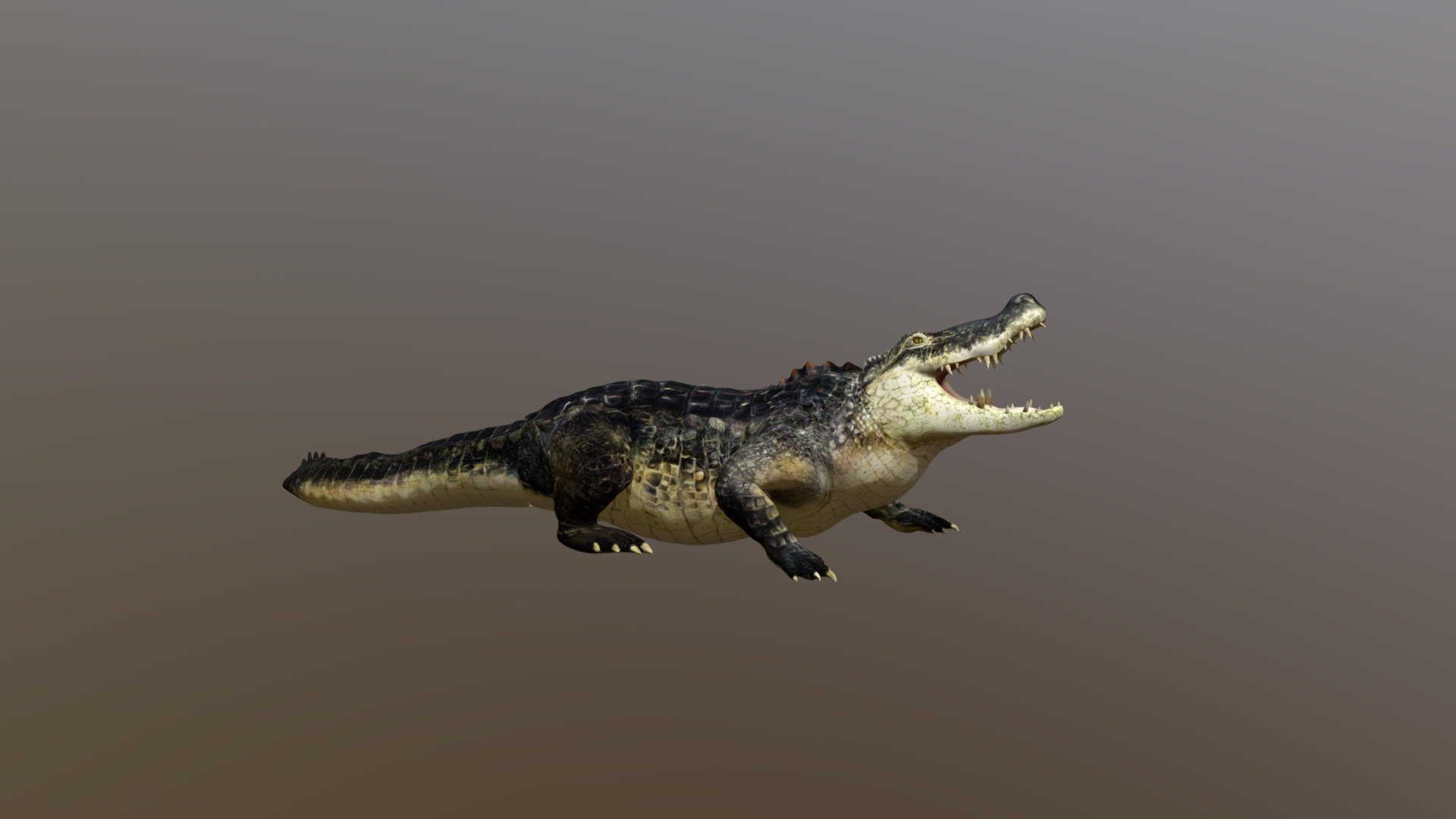 Crocodile - 3D model by kenchoo [eecc6e6] - Sketchfab