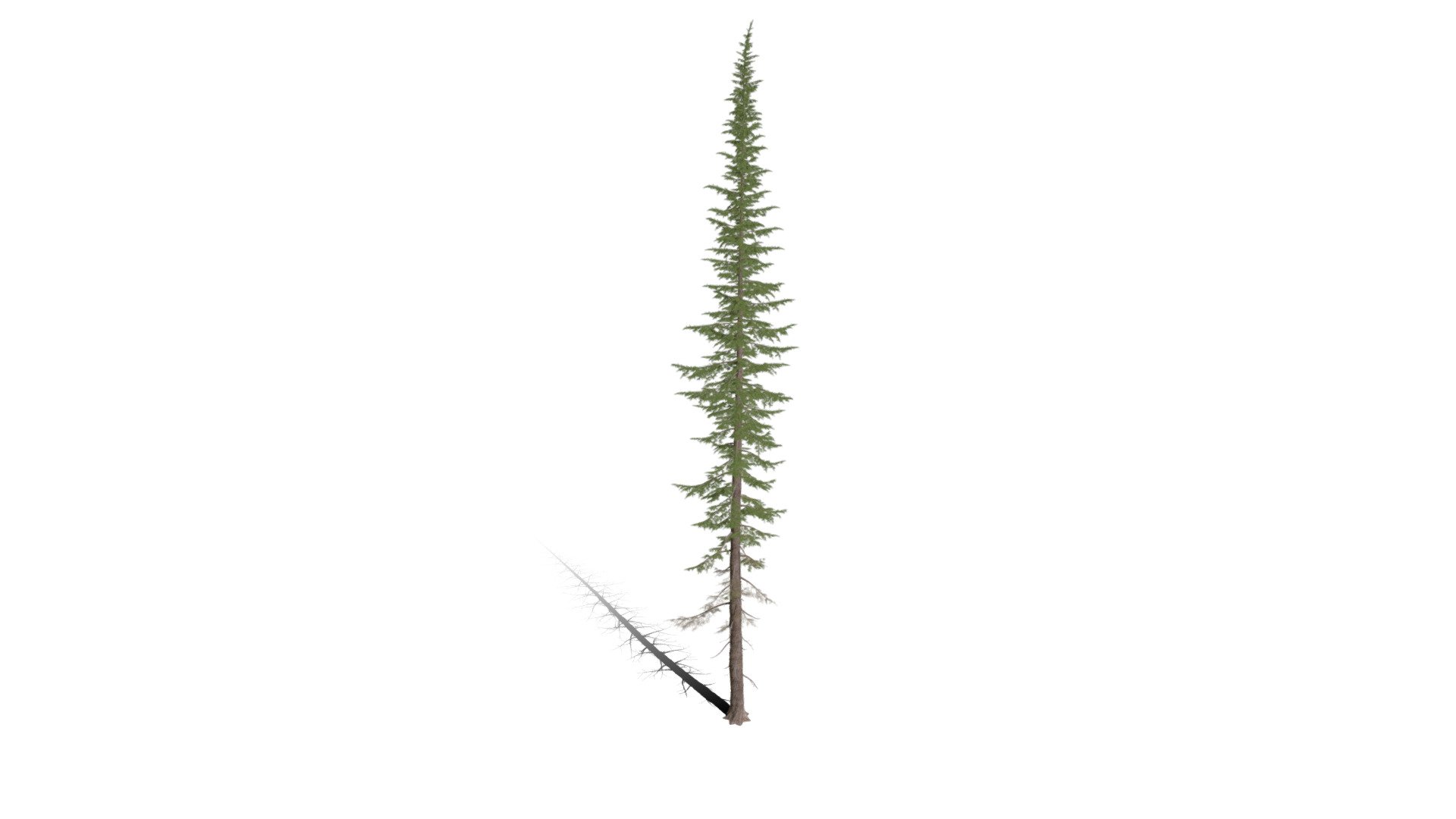 Realistic HD Mountain hemlock (20/43) - Buy Royalty Free 3D model by ...