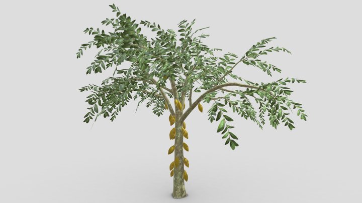 Cacao-tree 3D models - Sketchfab