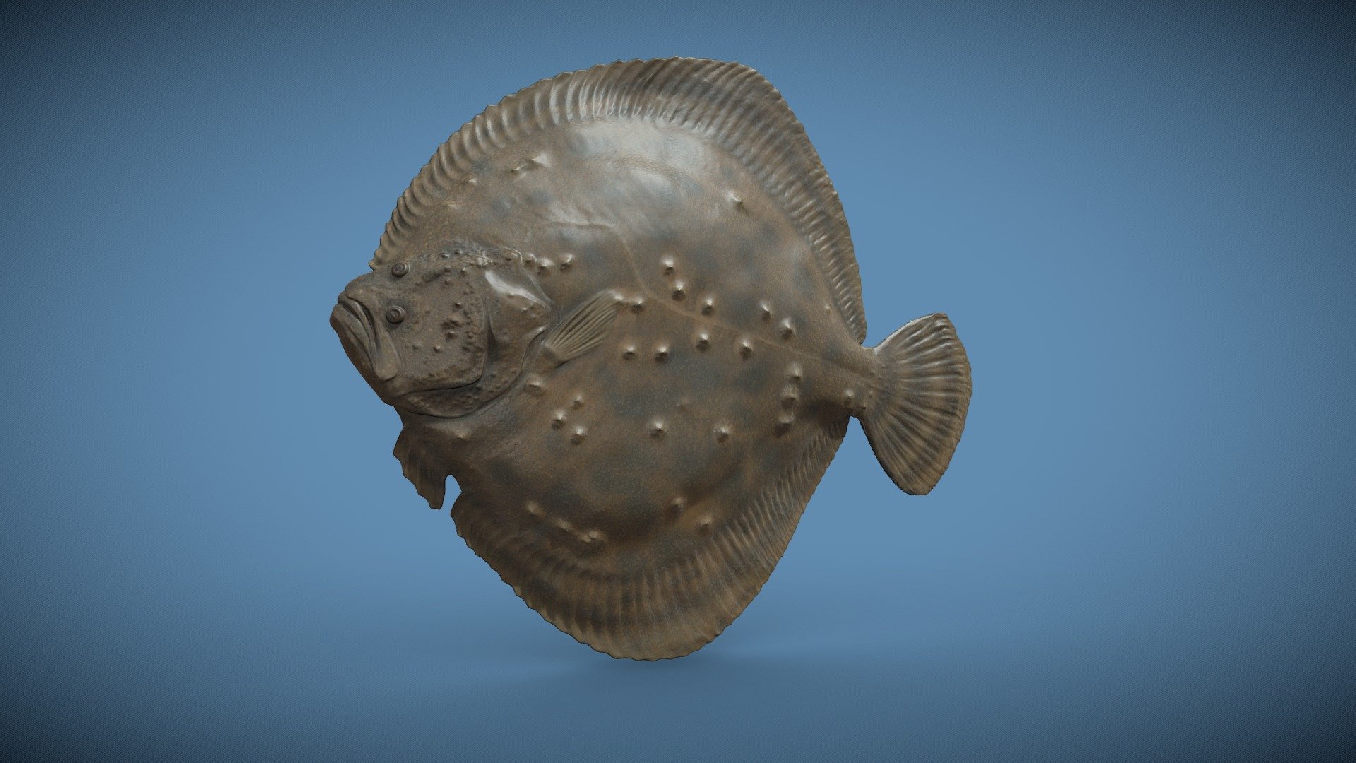 Калкан (Scophthalmus maxima) - 3D model by Archive RO_BG (@goshes ...