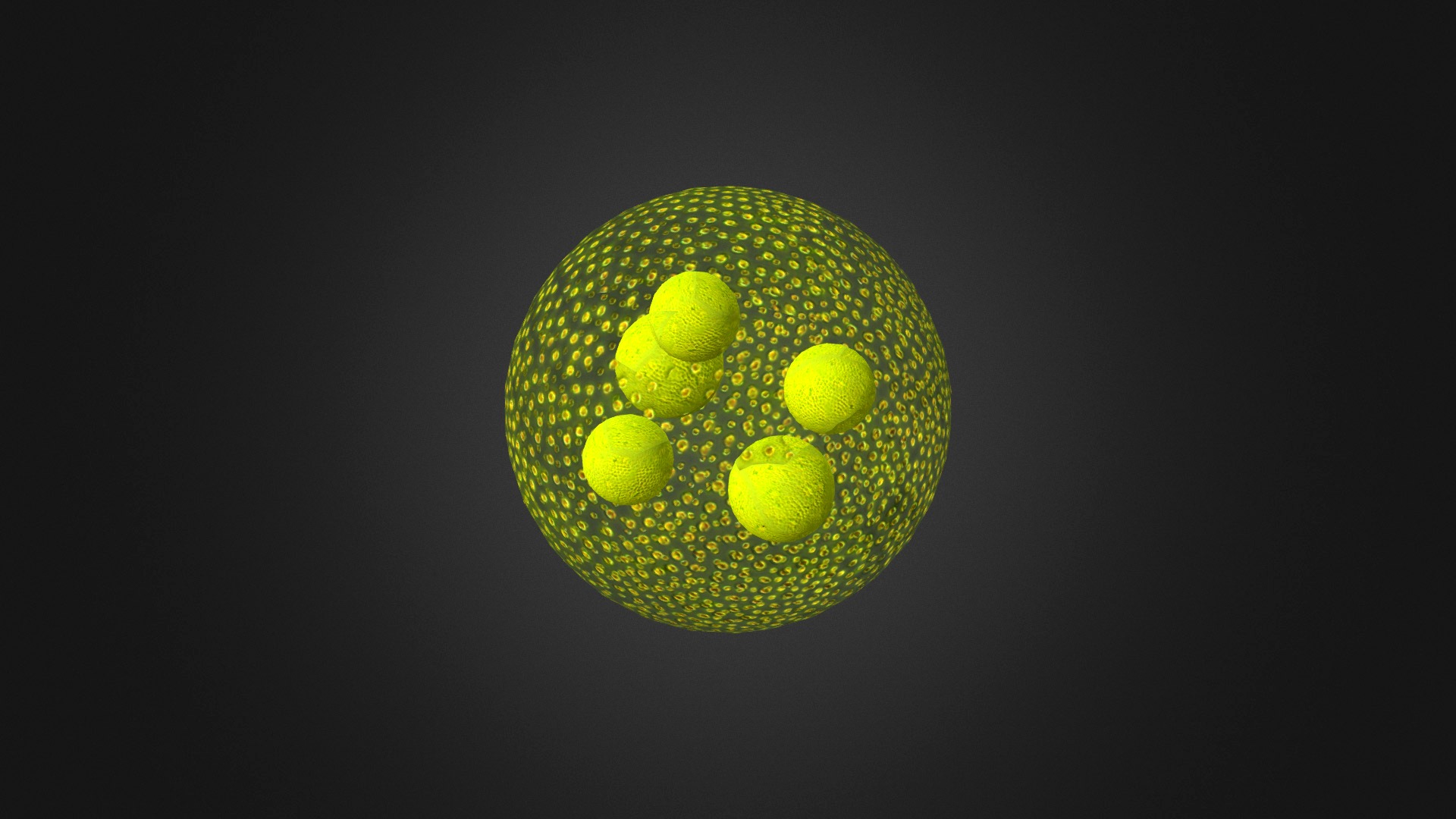 Volvox Зеленая водоросль Chlorophyta - 3D model by iTechnol [eed8680 ...