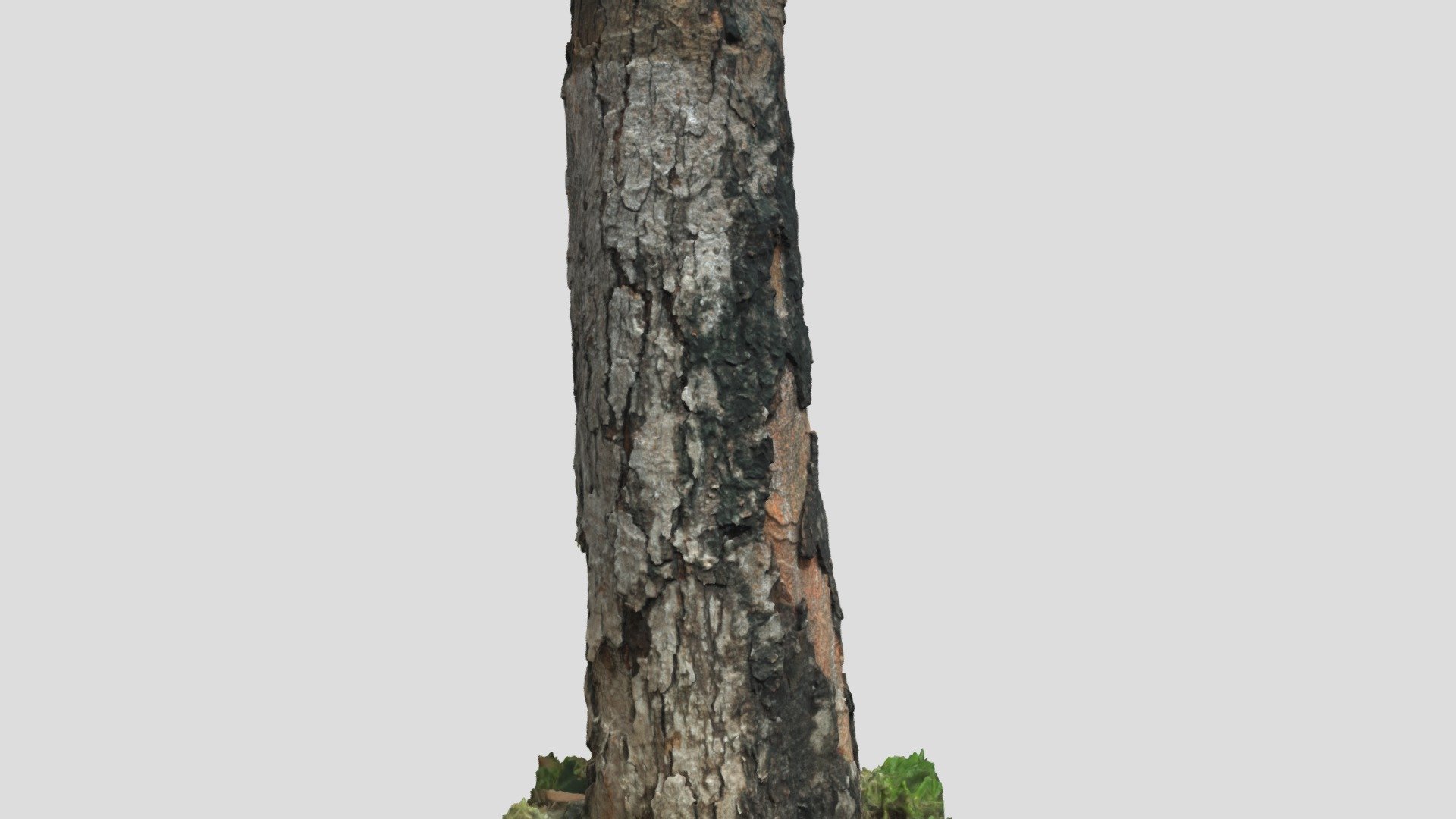 Tree 15 Scan - Download Free 3D model by joeshu [eedbce8] - Sketchfab