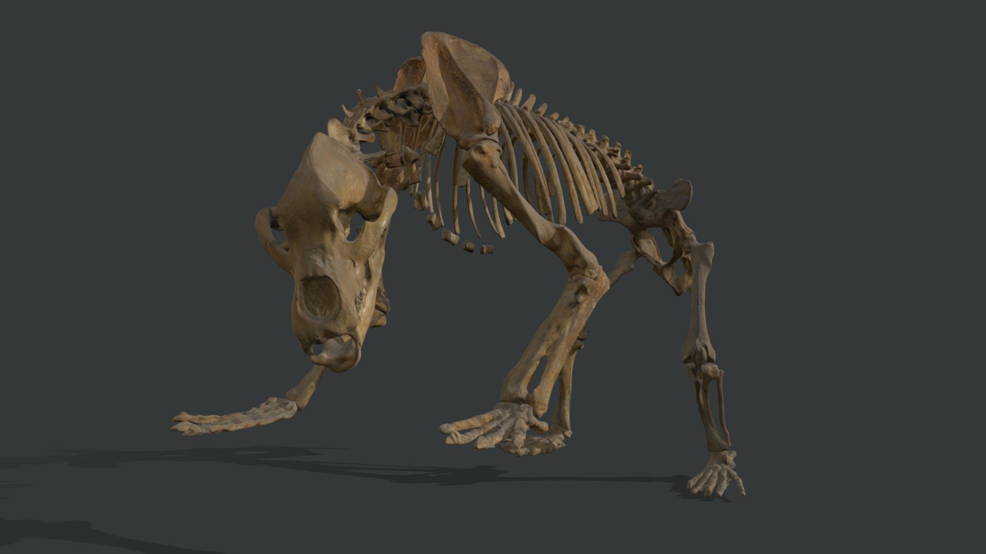 Ursus - 3D model by joanamaria [eee1869] - Sketchfab