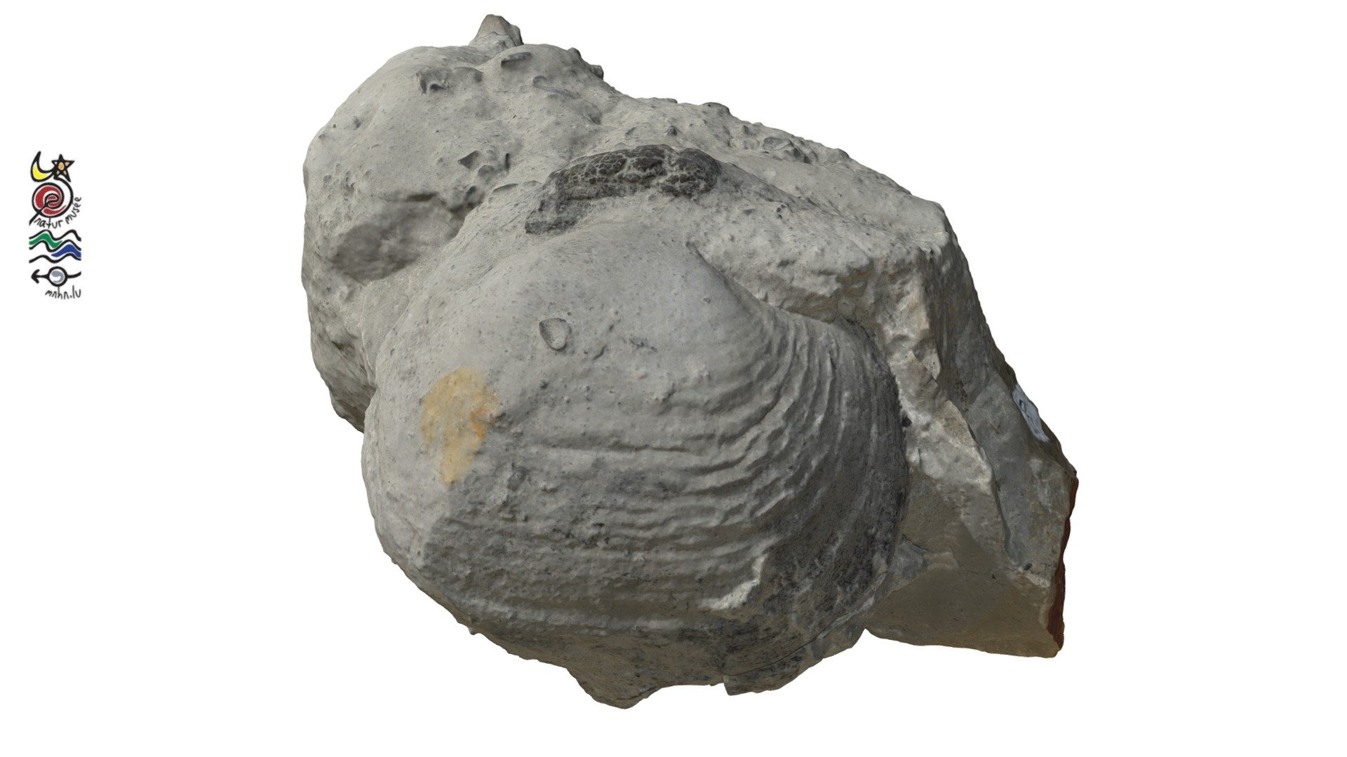 Bivalvia EP25433 - Download Free 3D model by Musée national d'histoire ...