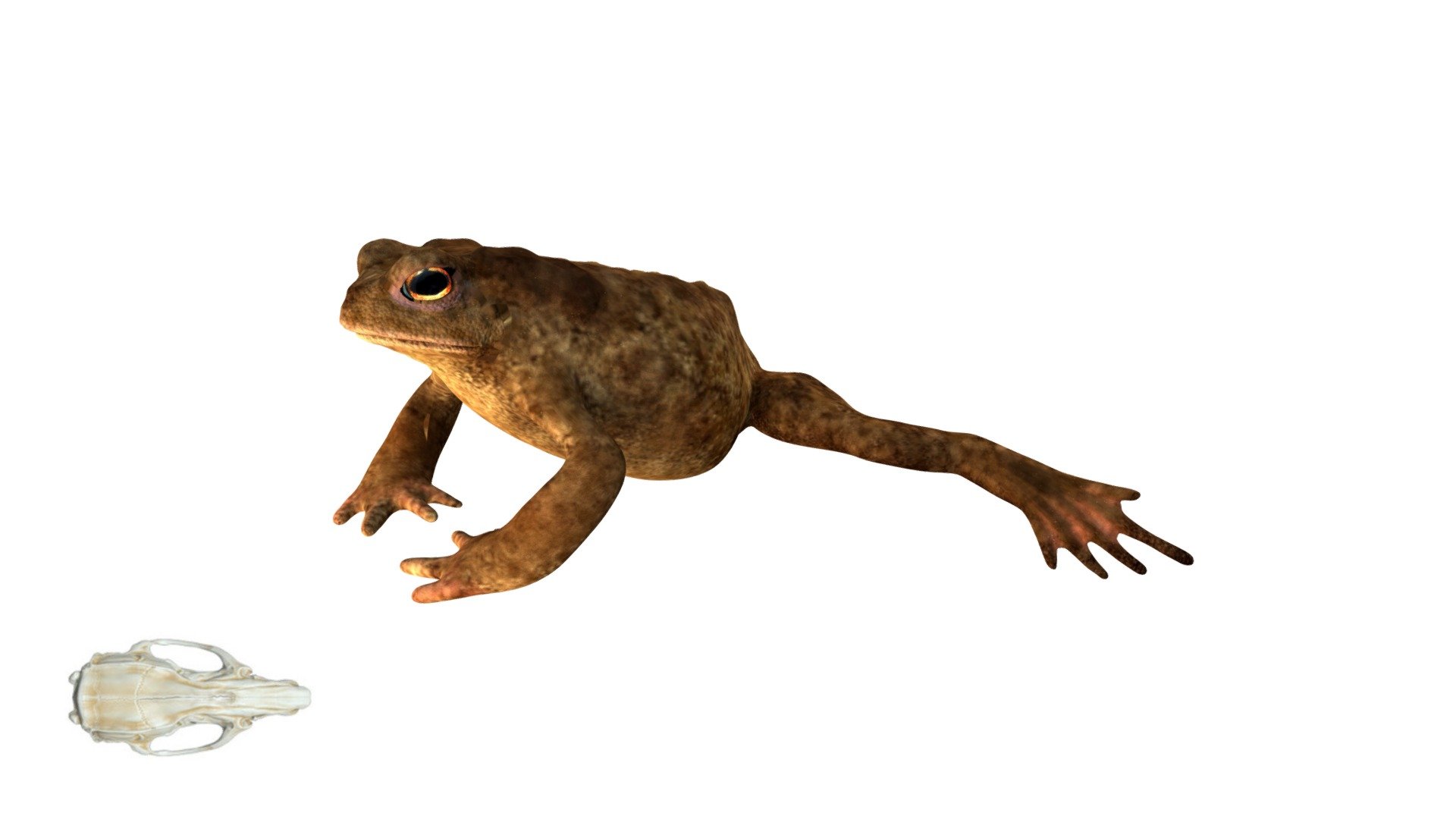 optimized toad - 3D model by Mieke Roth (@miekeroth) [eee3af6] - Sketchfab