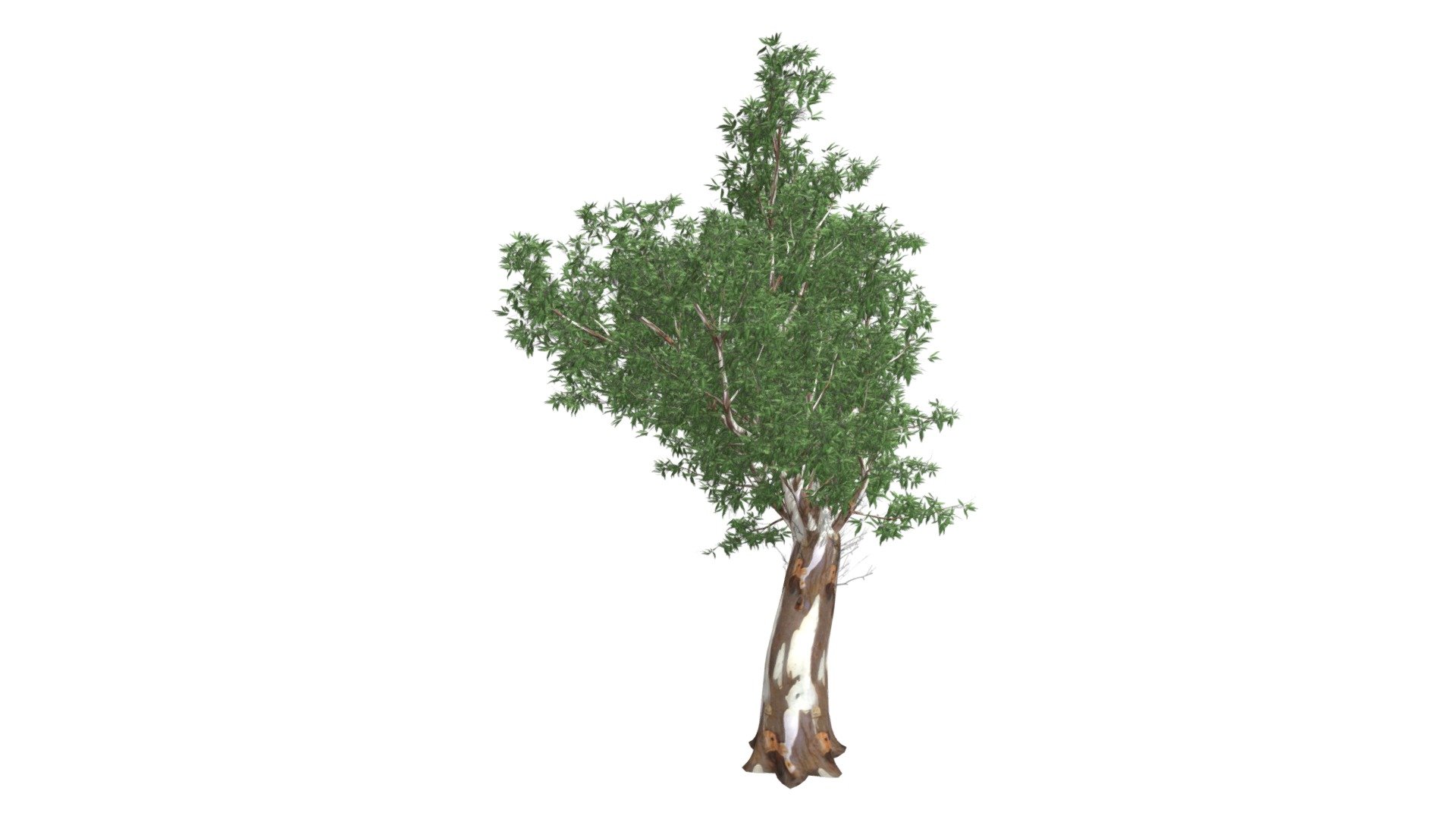 Red Gum Tree #08 - Buy Royalty Free 3D model by meshshape [eee66f7 ...