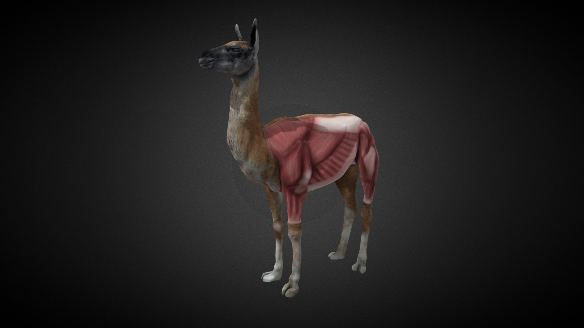 Guanaco - Músculos - 3D model by 3D-art UCM (@Design-UCM) [eee992f ...