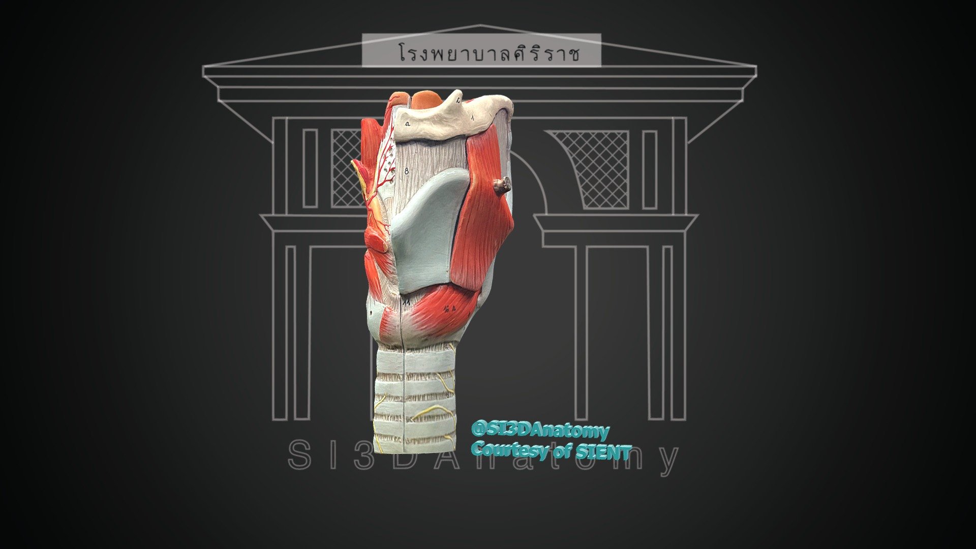 Larynx Model - 3D model by SI3DAnatomy [eeeba60] - Sketchfab