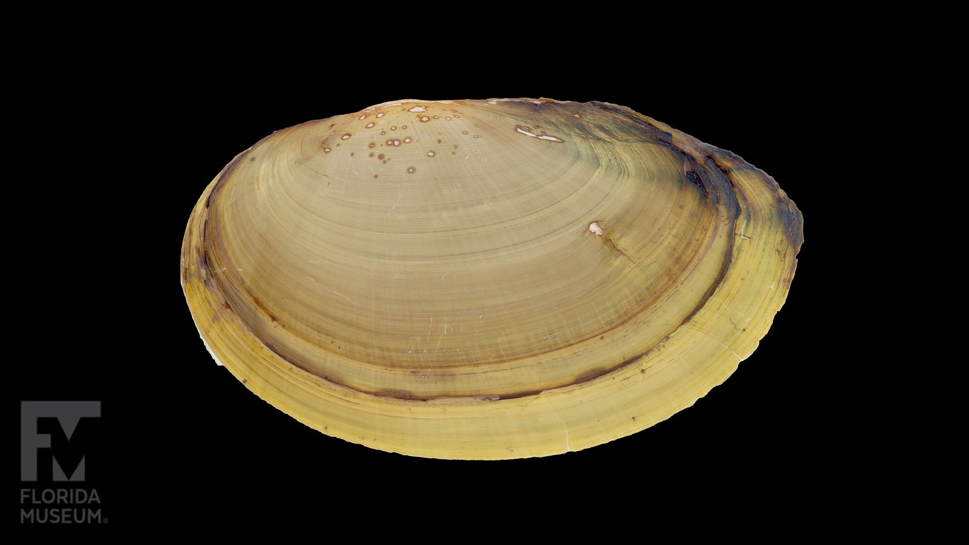 Apalachicola floater - Freshwater Mussel - 3D model by FloridaMuseum ...