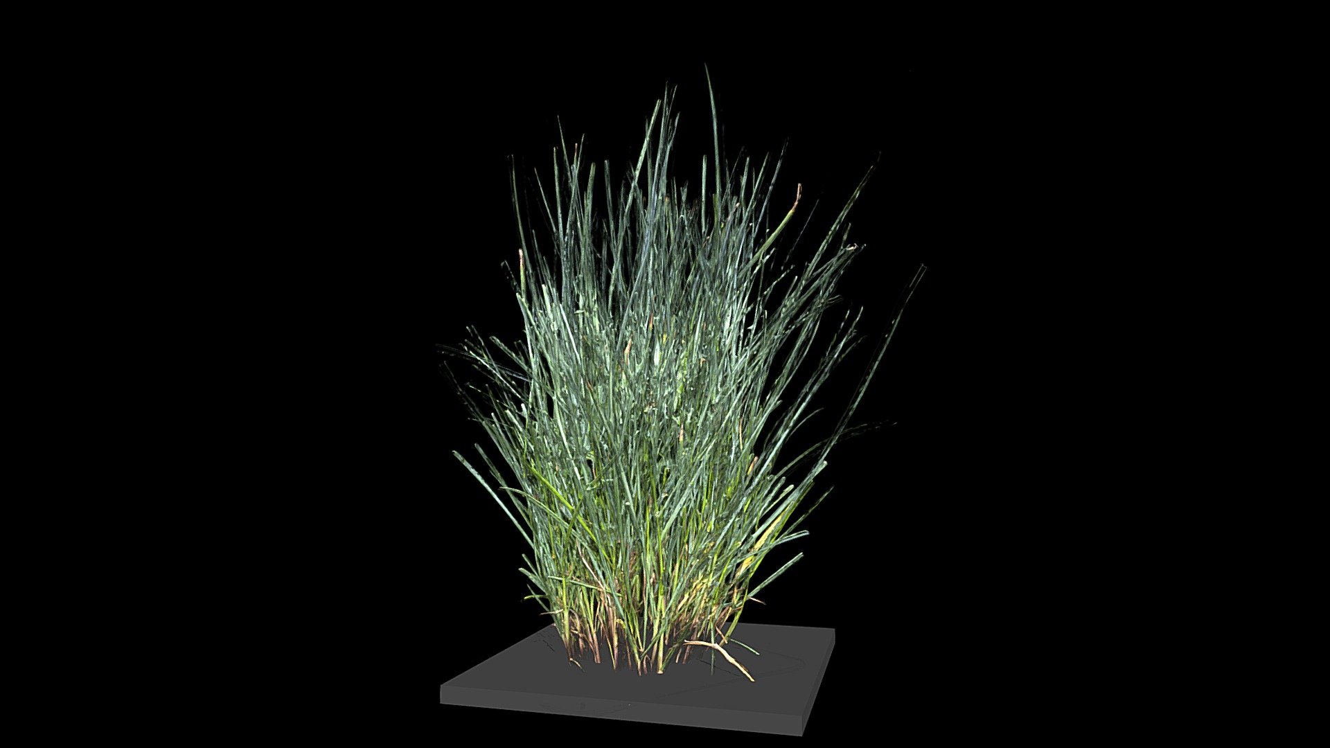 Festuca rubra (Red fescue) - 3D model by Cal Poly Humboldt Library ...