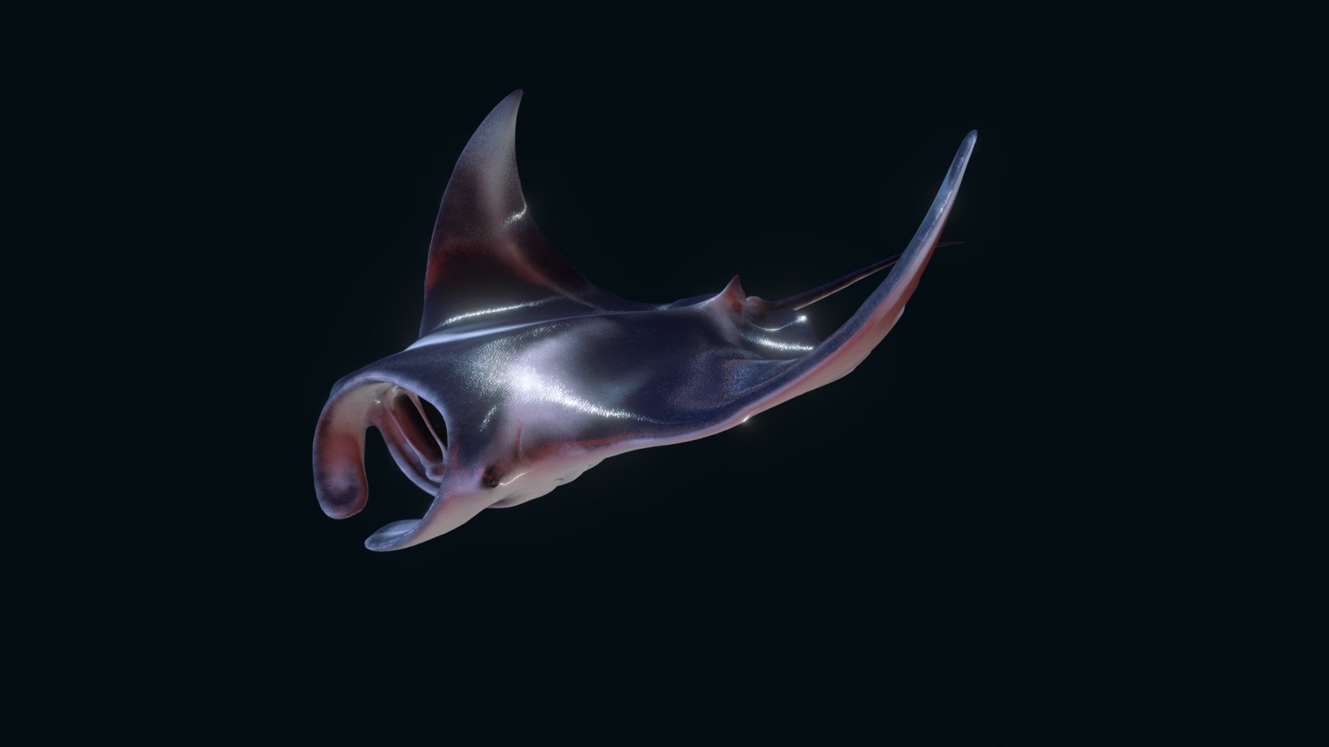 Manta Ray - 3D model by Victor Monroy (@victor.monroyx) [eefbd9f ...