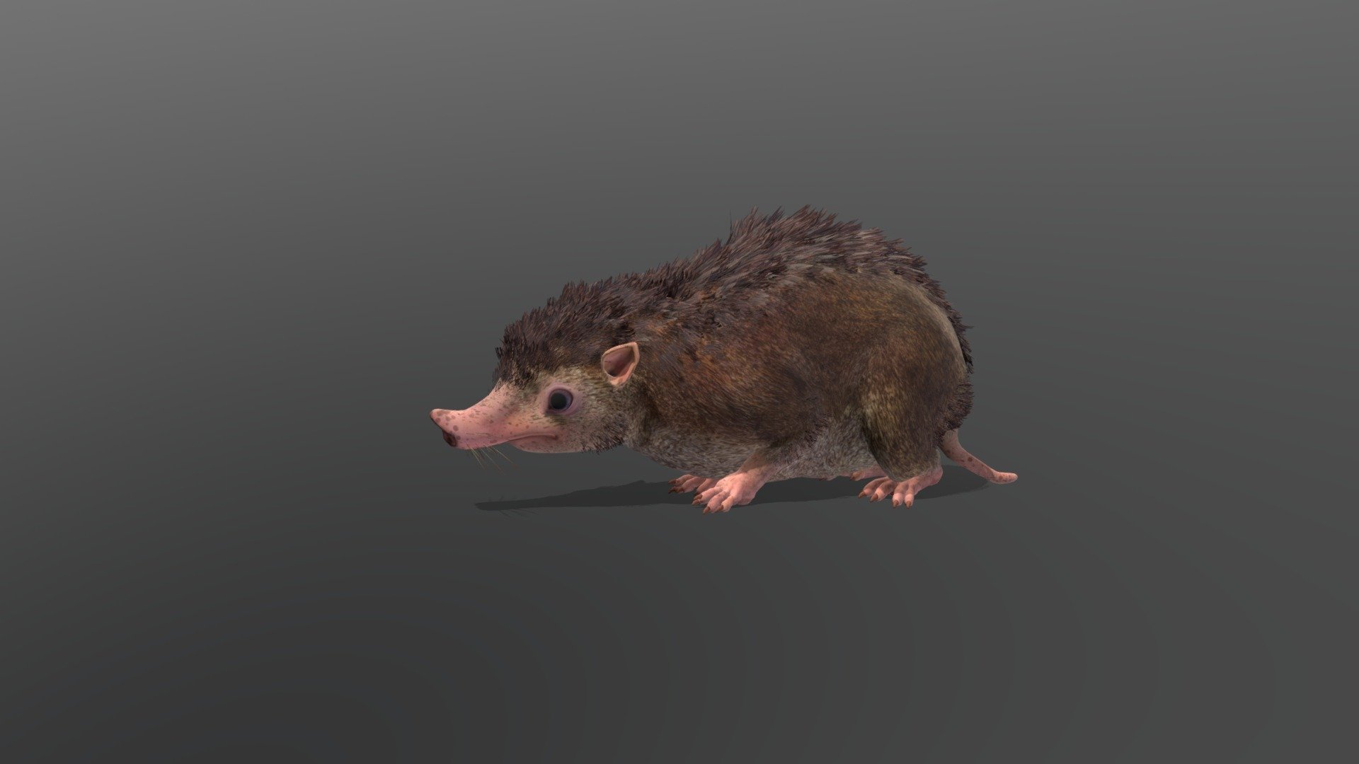 Cotw Wild Haggis (missing tail-fur) - Download Free 3D model by Game ...