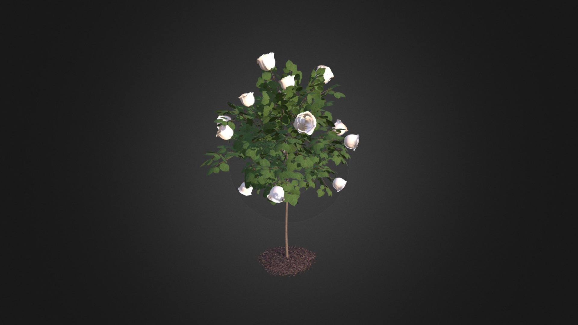 White Rose Tree - Buy Royalty Free 3D model by cgaxis [ef03f73 ...
