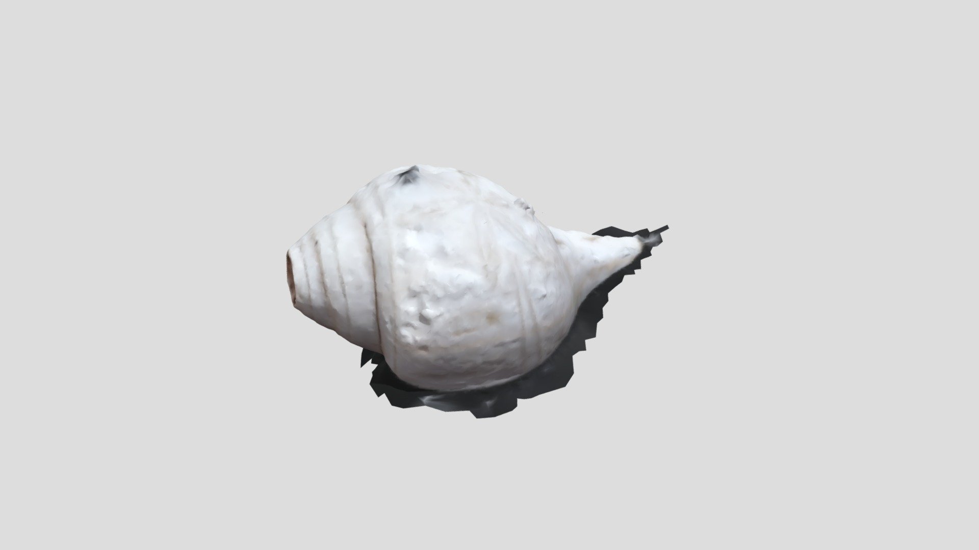 Conch Shell by Nayanika Das, Durham University - 3D model by Nayanika ...