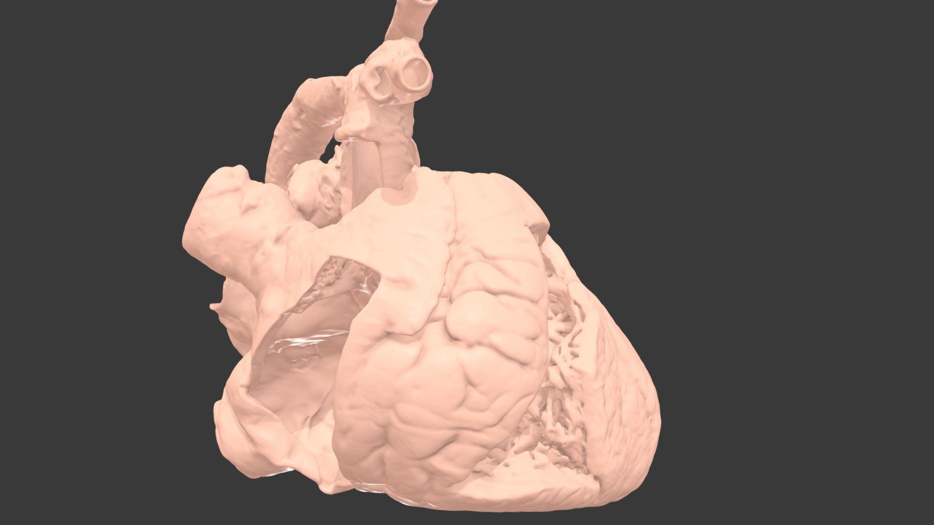 Normal #6 - Normal heart {S,D,S} - 3D model by heartmodels [ef0b29c ...