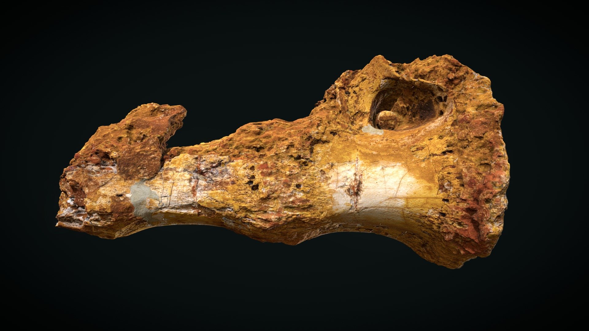 OPH2120 Theropod sacral vertebrae - 3D model by OPHIS (@ophismuseum ...