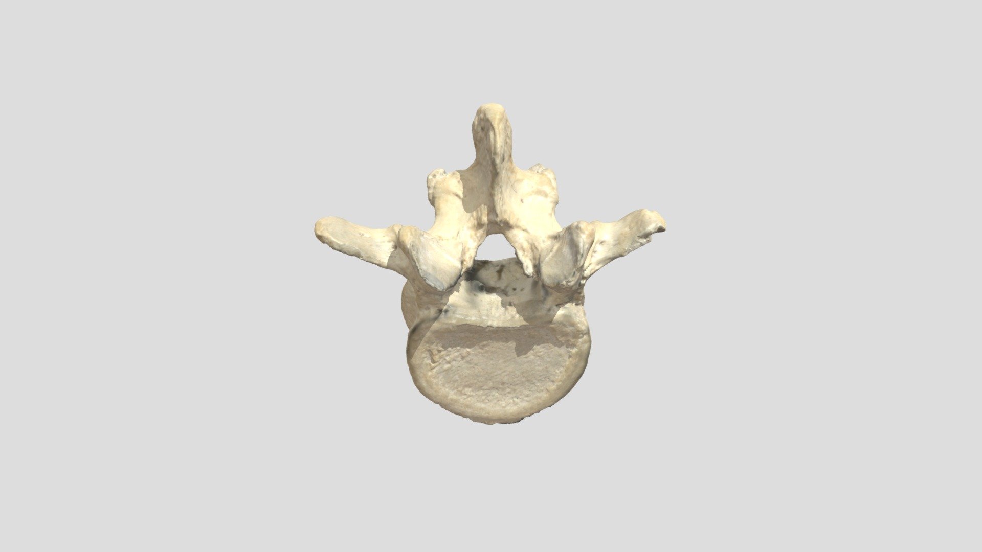 L3 - 3D model by Universiteit Antwerpen (@marjanmaldoy) [ef17871 ...