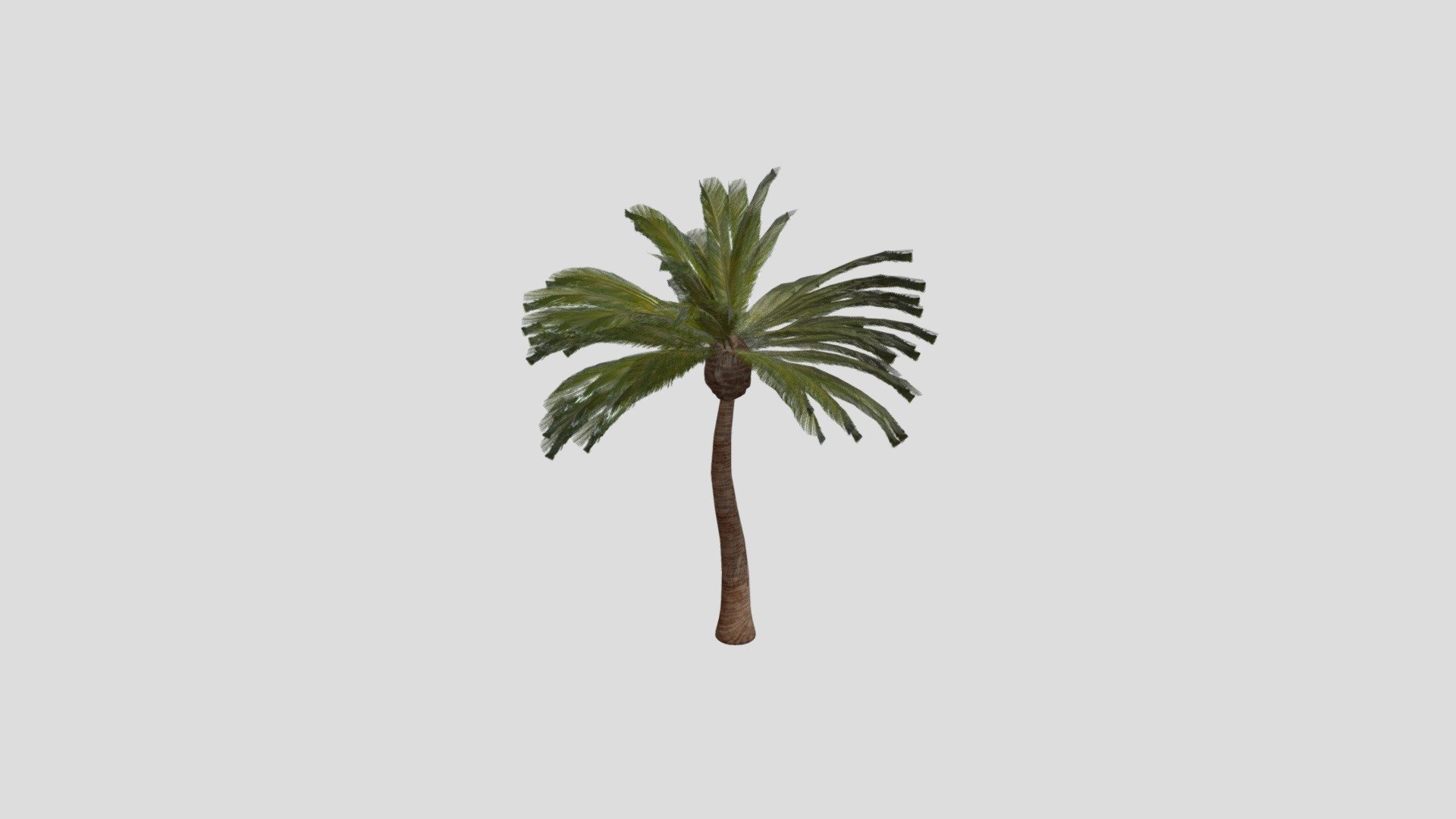 Palm Tree - 3D model by Finbenford [ef19af2] - Sketchfab