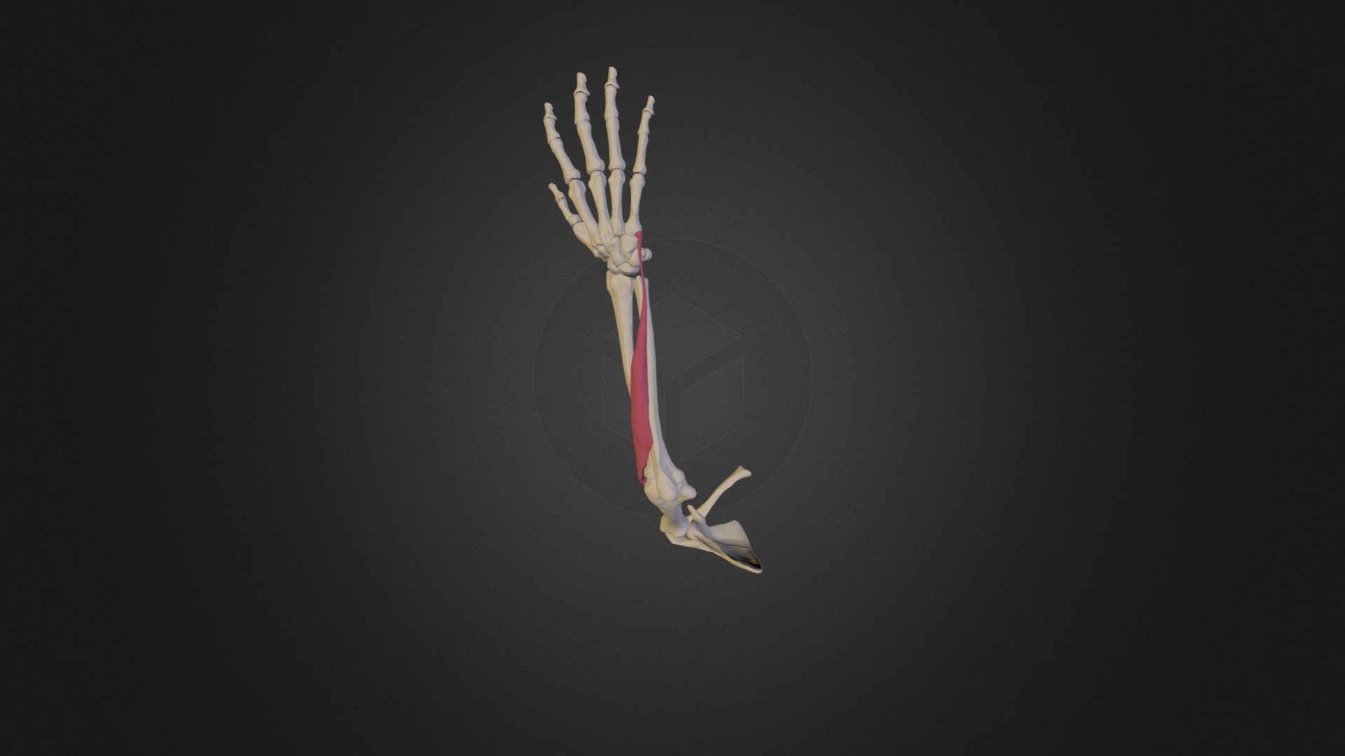Extensor Carpi Ulnaris Human Anatomy - 3D model by Medical University ...