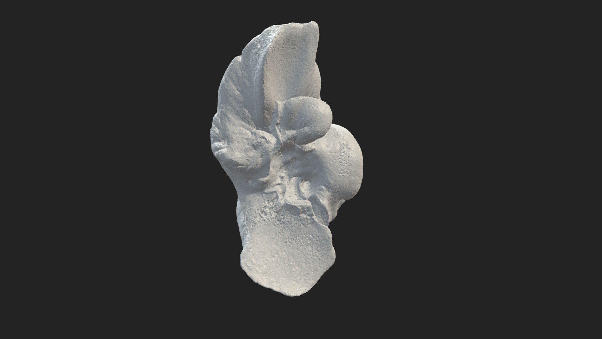 Berardius bairdii_USNM49725_pe - 3D model by Gunma Museum of Natural ...