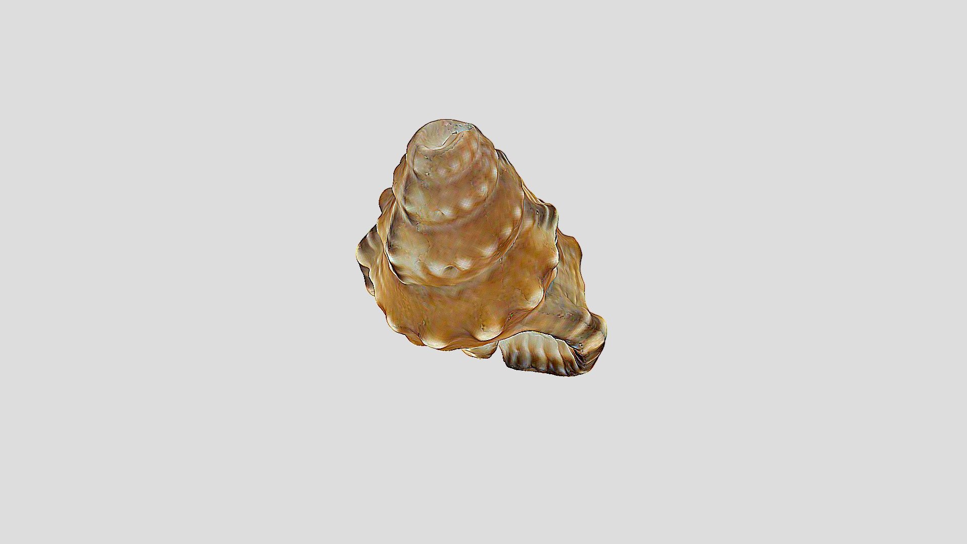 Shell - Download Free 3D model by mnaglak [ef4ca76] - Sketchfab