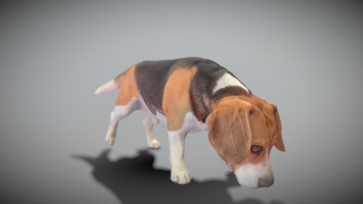 Beagle 3D models - Sketchfab
