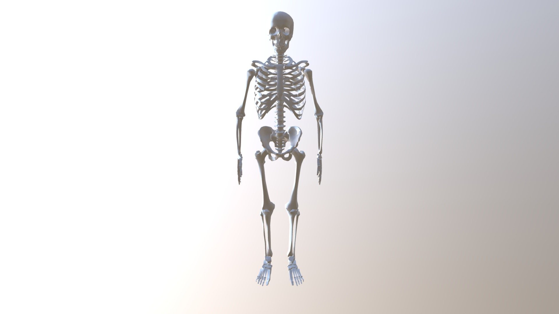 Skeleton - 3D model by constanceengel [ef5167e] - Sketchfab