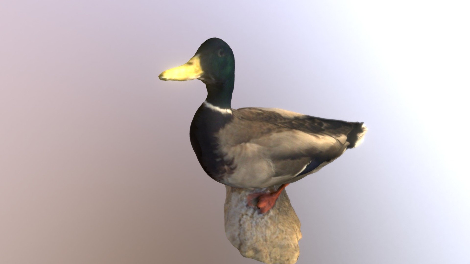 Duck - 3D model by DLT-Lethbridge-College [ef58f0b] - Sketchfab