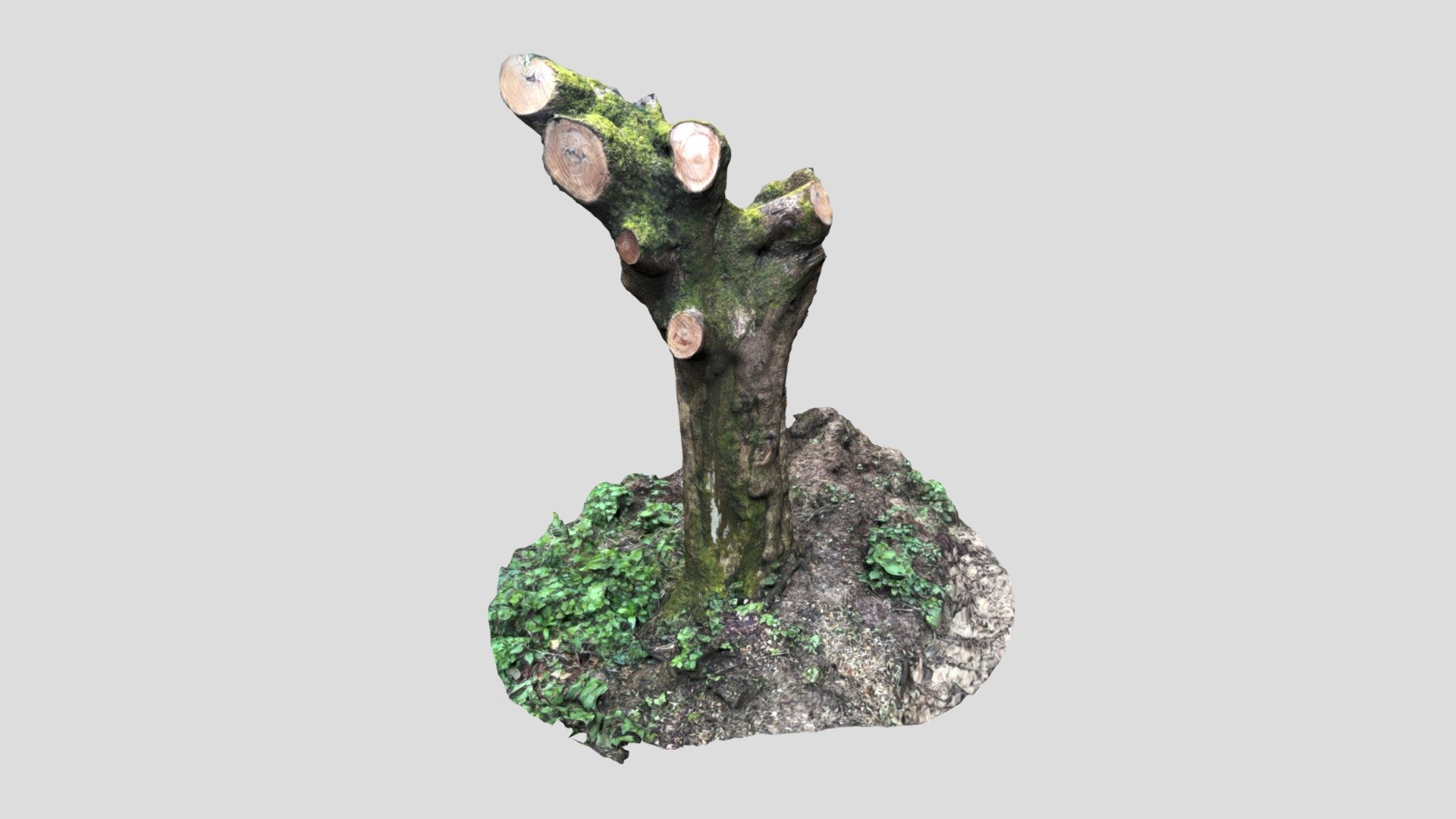 Trimmed Tree Trunk - Download Free 3D model by fantasticmrcox [ef5fdf2 ...
