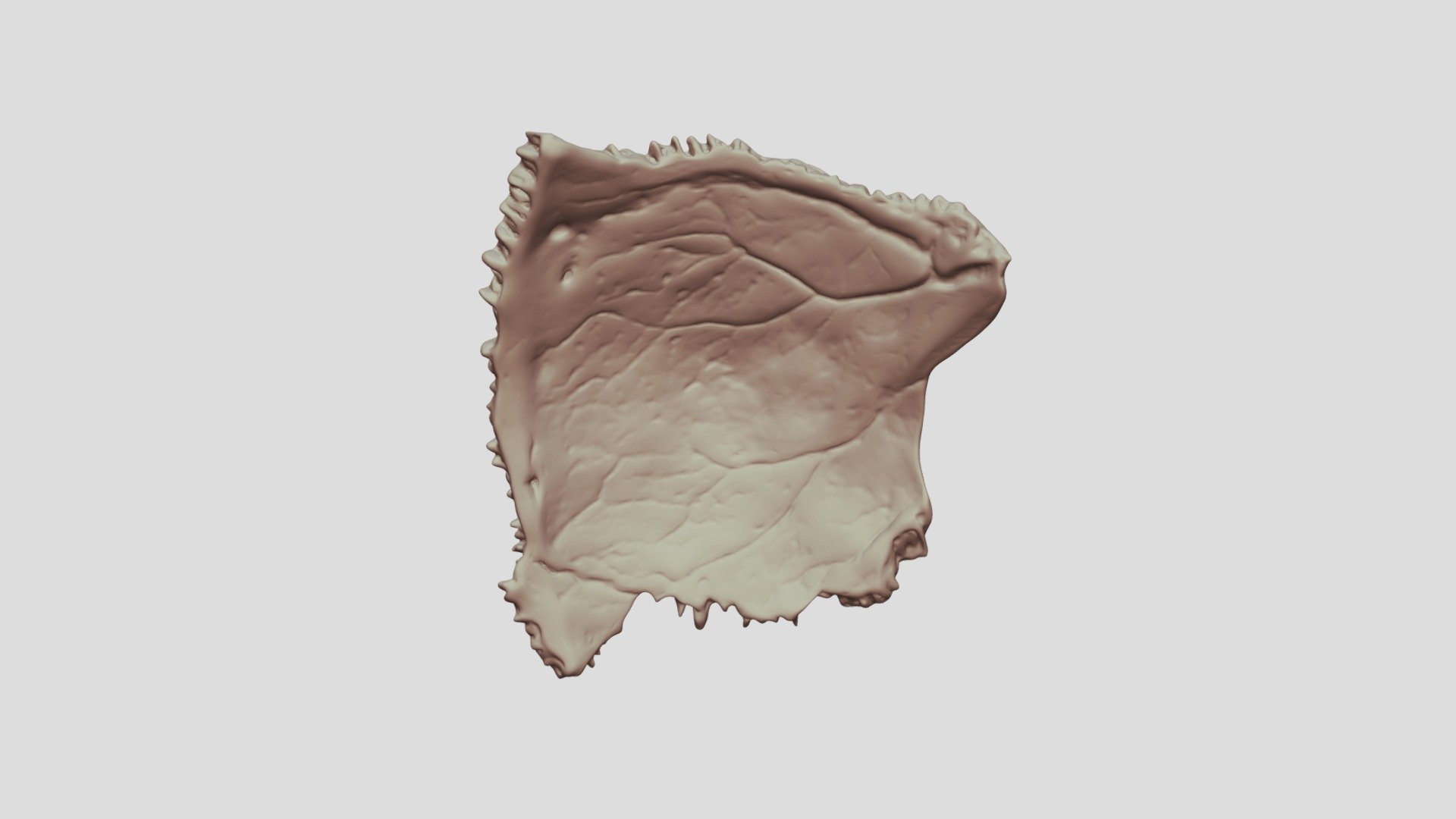 Human Parietal Bone (Os Parietale) - 3D model by LivingLab (@living_lab ...