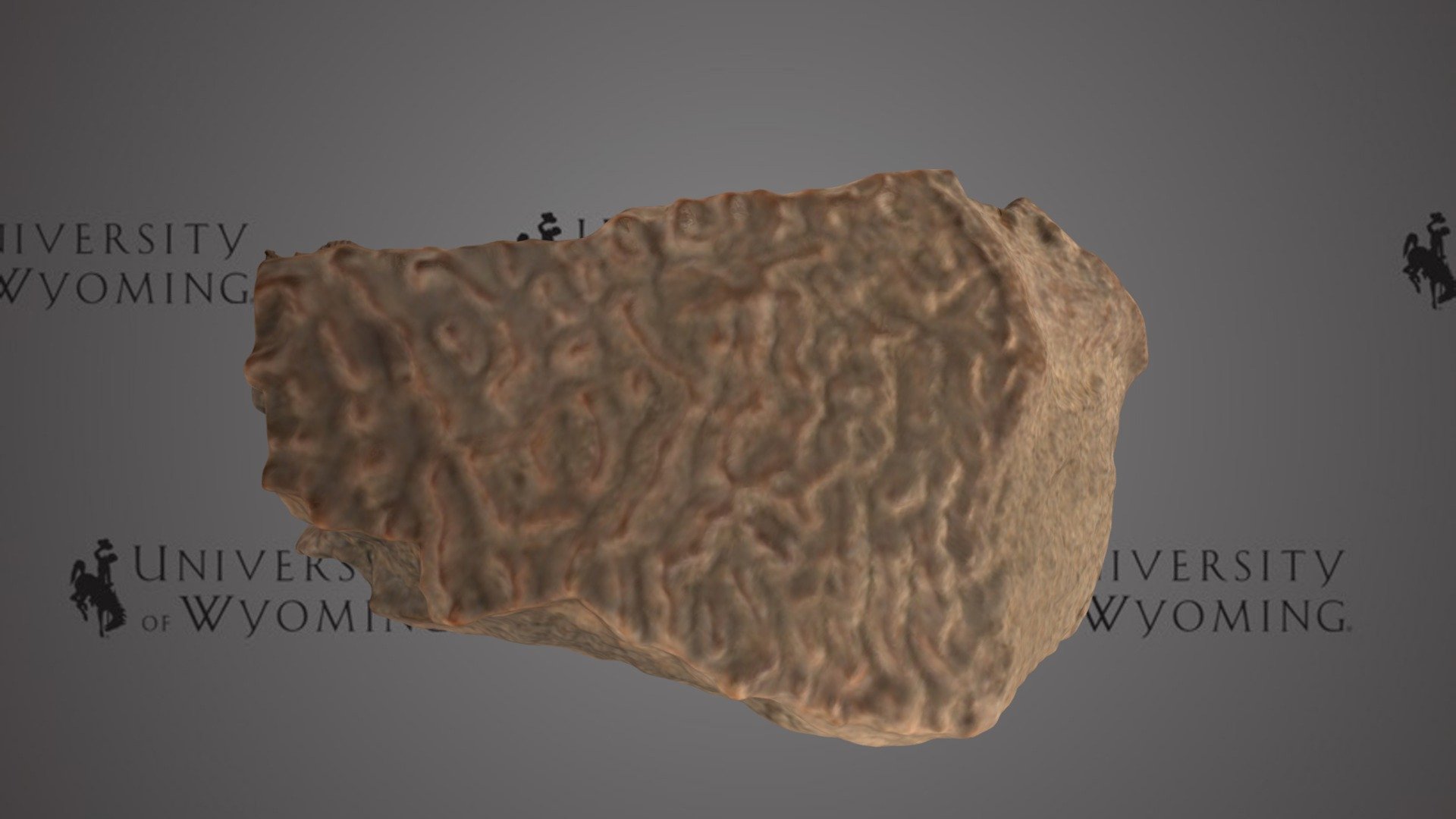 UW 35293 - Chelonia, Shell Fragment - Download Free 3D model by ...