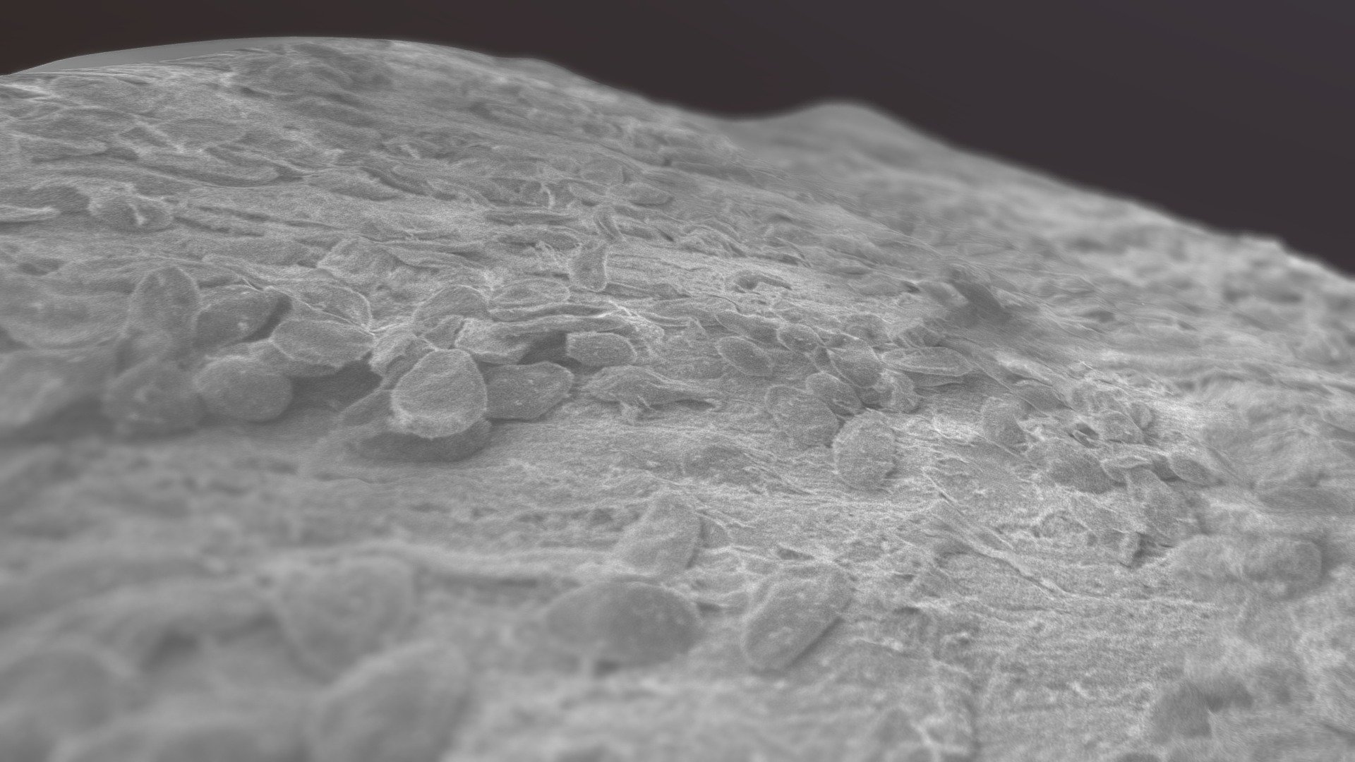 Blood cells - 3D model by MDailly (@m.dailly) [ef6259d] - Sketchfab