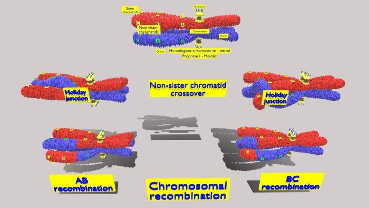 Chromosome 3D models - Sketchfab