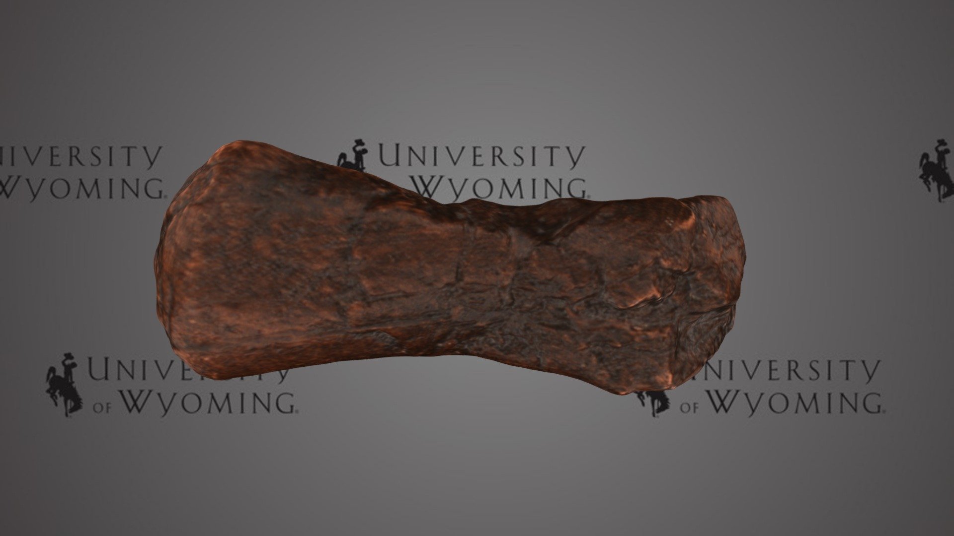 UW 46974 G - Apatosaurus parvus, Limb - Download Free 3D model by ...