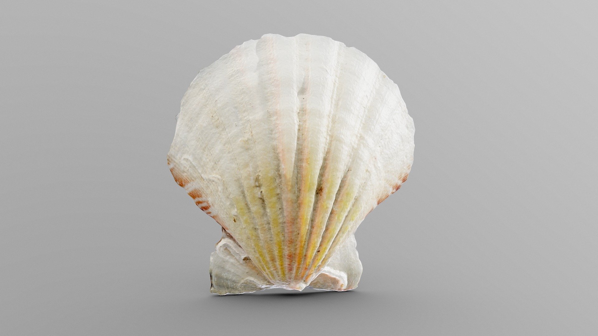 Small Scallop Sea Shell - Buy Royalty Free 3D model by Drakery [ef6e4f3 ...