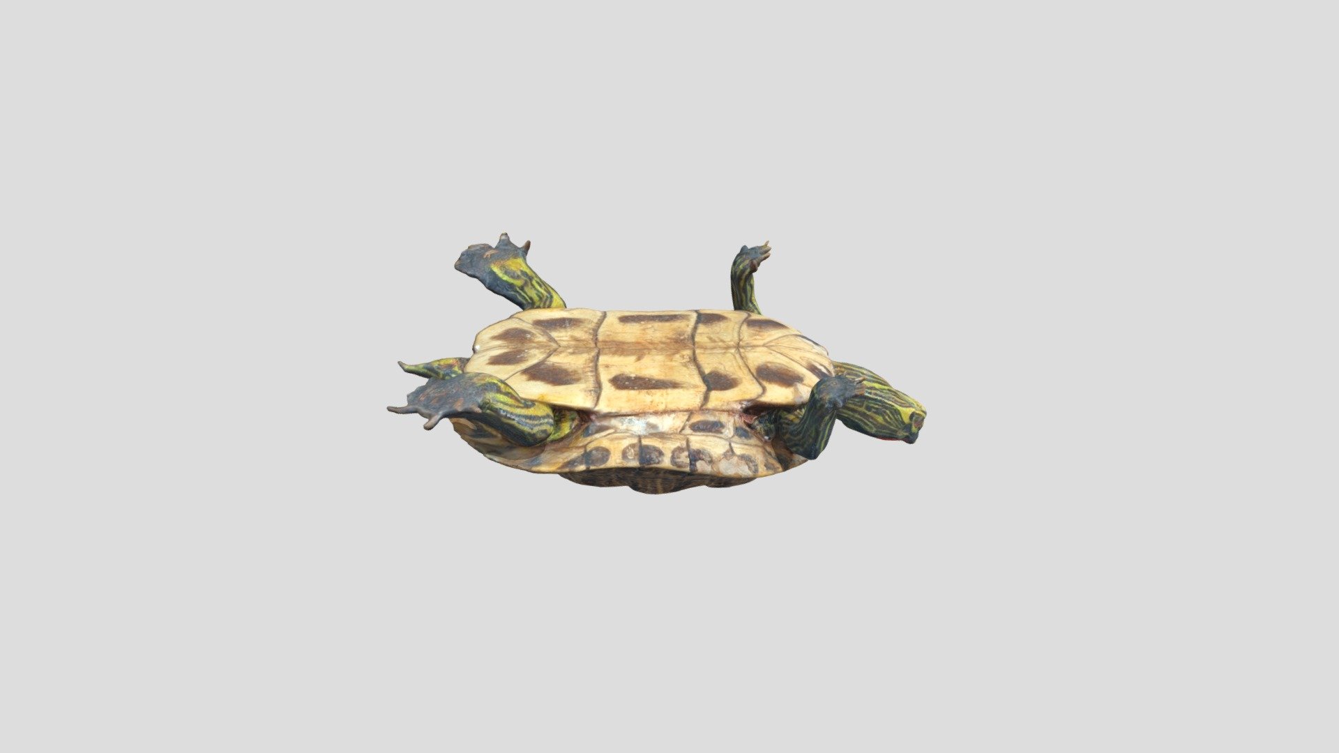 tortuga 3D - 3D model by joan404 [ef724a9] - Sketchfab