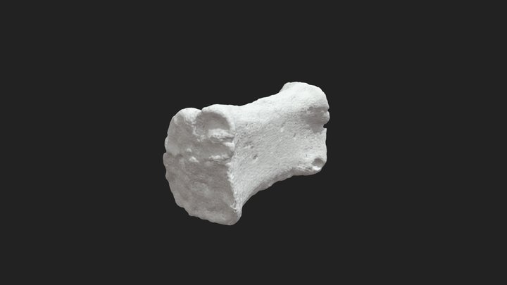 Xiphoid Process Dog