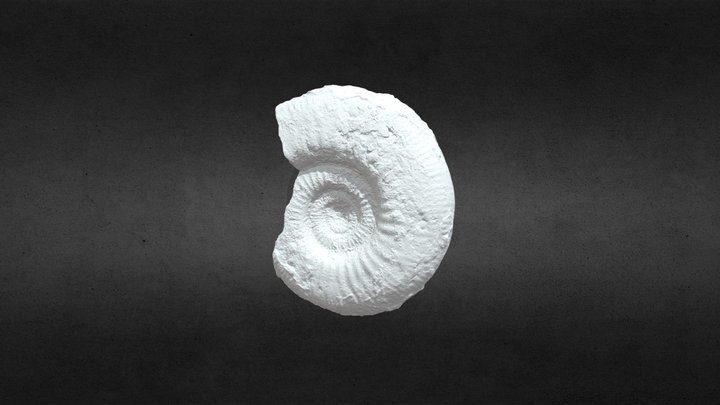 Ammonite 3D models - Sketchfab