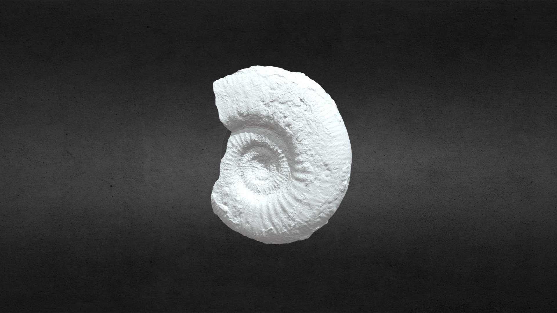 [1441] Ht 855 Ammonite Choffatia 2500K Stl - 3D model by 3d Fossils GB ...