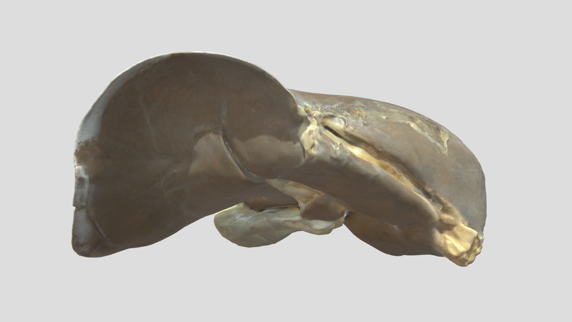 Leber Blender Test 03 - Download Free 3D model by kris_lrz [ef7d3ae ...
